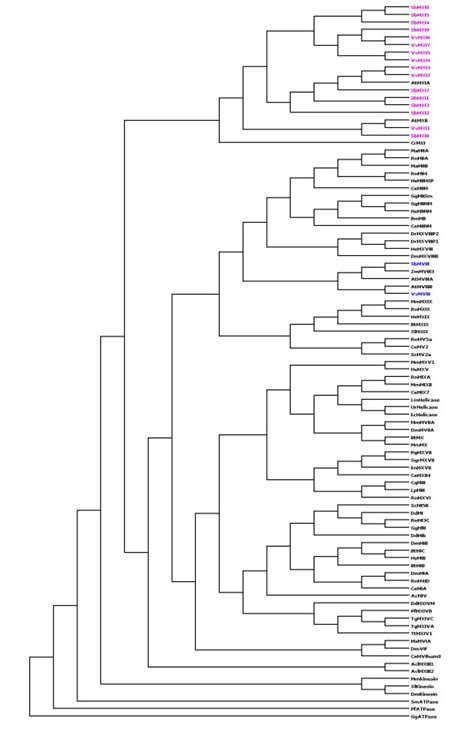 Unrooted Phylogenetic Tree Showing The Evolutionary Relationship Of