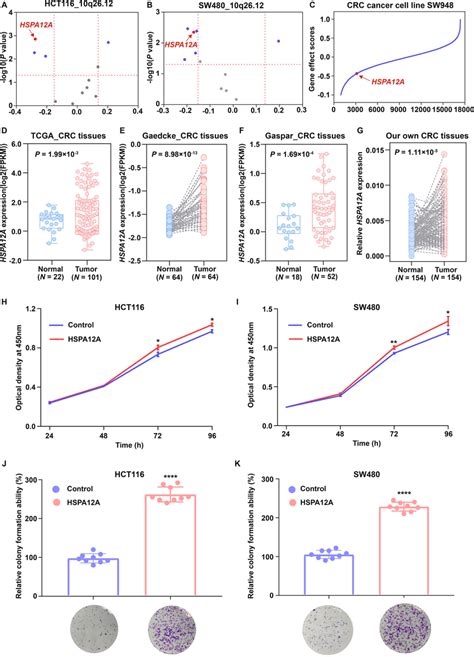 Functional Genomic Screening Reveals That Hspa12a Is An Oncogene In Download Scientific Diagram