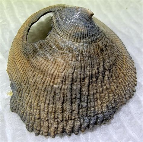Fossilized Shell Fossil Id The Fossil Forum