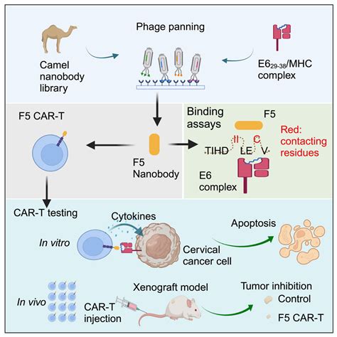 Car T Cells Based On A Tcr Mimic Nanobody Targeting Hpv16 E6 Exhibit