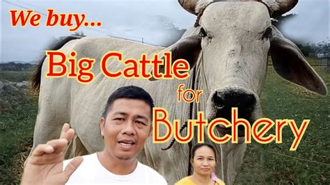 Ep 49 Nakabile Kami Ng Malaking Baka Pangkatay Wild Cattle