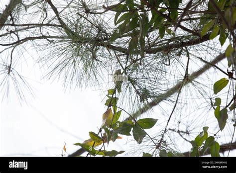 Ruby Crowned Kinglet Regulus Calendula Looking From Behind Pine Needles On An Overcast Day