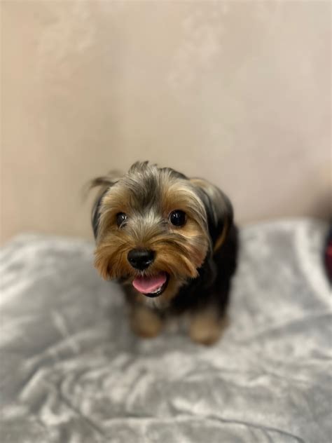 요크셔 테리어 요키 강아지 책임분양 강아지파양 고양이파양 유기견무료분양입양 아이조아요양보호소