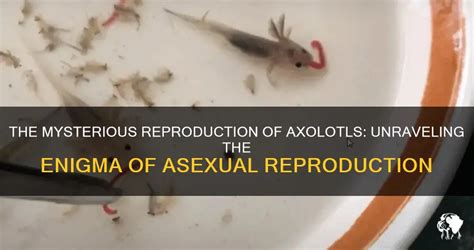 The Mysterious Reproduction Of Axolotls Unraveling The Enigma Of Asexual Reproduction PetShun