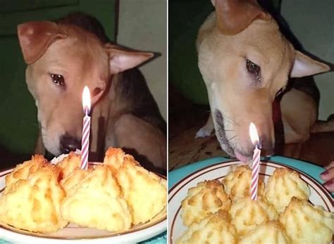 초가 꽂혀있는 깜짝 생일 케이크 선물에 감동 받았는지 눈물 또르르 흘리는 강아지의 반응