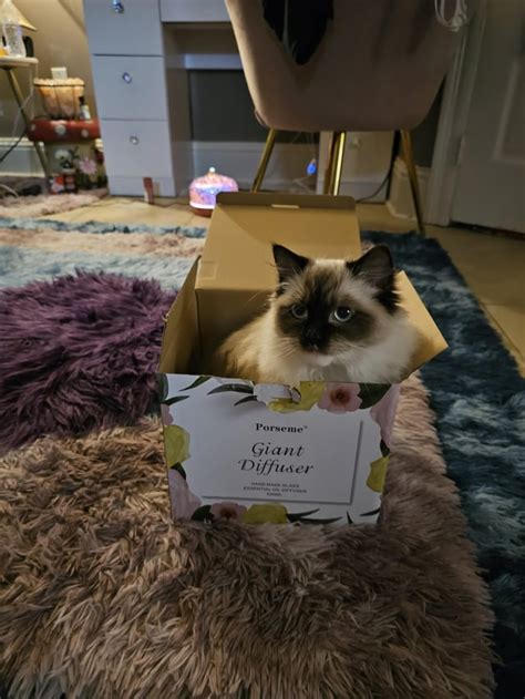Giant Diffuser R Tinycatsinbigspaces
