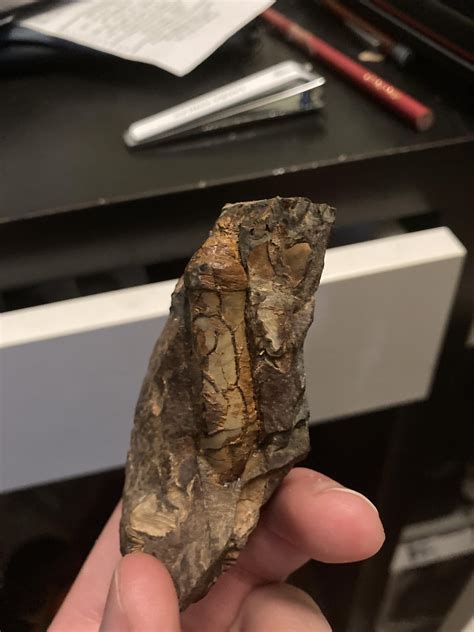 Anyone Have Any Ideas What This Devonian Fossil Might Be Found In The Hamilton Group Of The