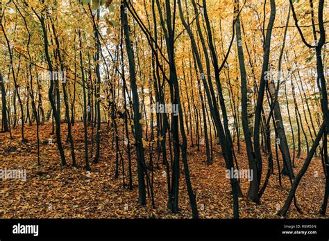Yellow Autumn Leaves On Tree Branches In Forest Stock Photo Alamy