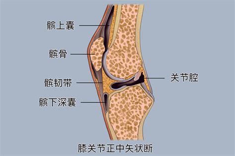 膝盖骨关节图片 百度健康·医学科普