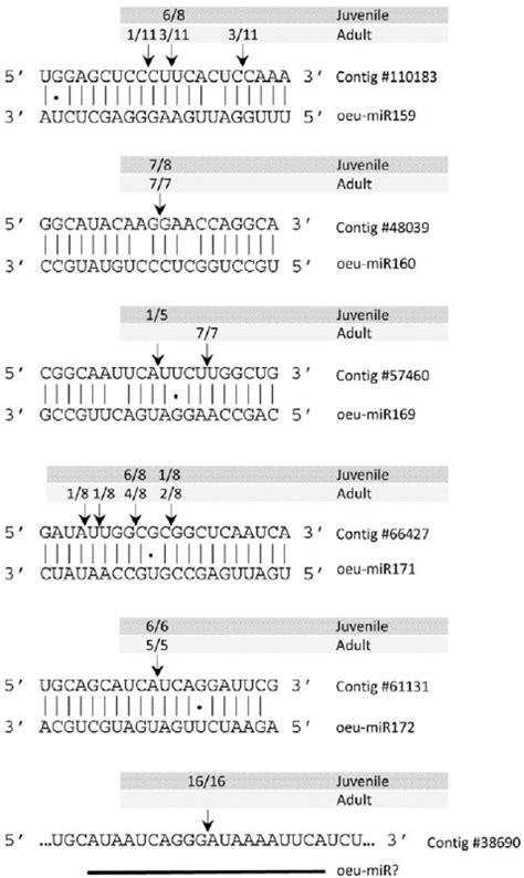 experimental validation of the predicted mrna targets of oeu mirnas