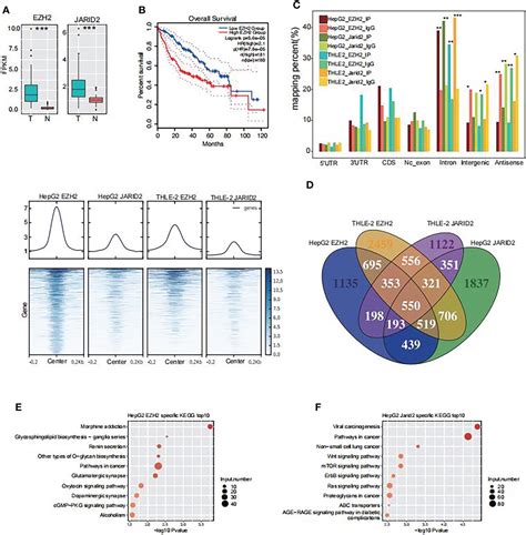 Frontiers Distinct Binding Pattern Of Ezh2 And Jarid2 On Rnas And Dnas In Hepatocellular
