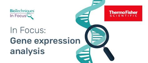 In Focus Gene Expression Analysis BioTechniques