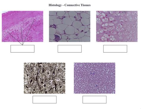 Histology Connective Tissue Diagram Quizlet