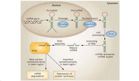 Mirna Processing Pathway Mirna Microrna Pre Mirna Precursor Mirna