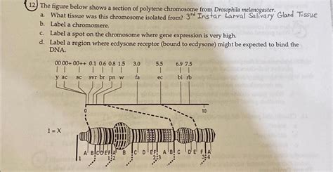 Solved 12 The Figure Below Shows A Section Of Polytene
