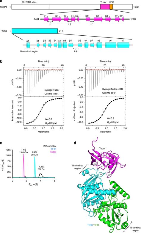 Characterization Of The Tirr 53bp1 Tudor Complex A Schematic