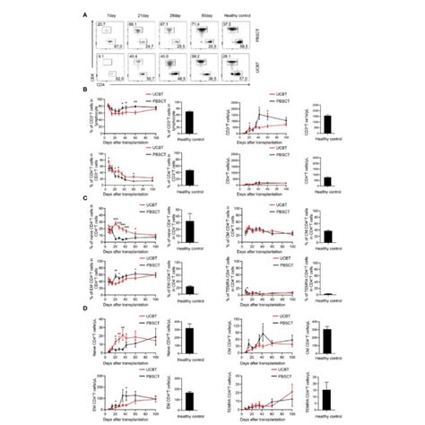 The Expansion Of Cd4 T Cell Subpopulations During The Initial Stages