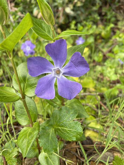 Greater Periwinkle Vinca Major Oc Rbotanicalporn