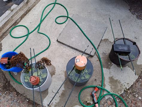 Treating My Plants For Scale Rhouseplants