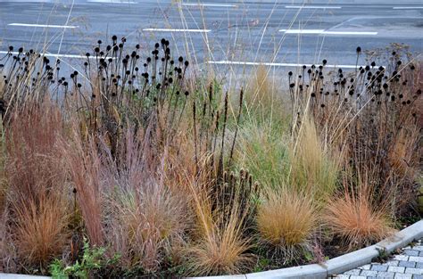 Landscaping With Native Grasses Of Montana — Good Natured Flower Farm