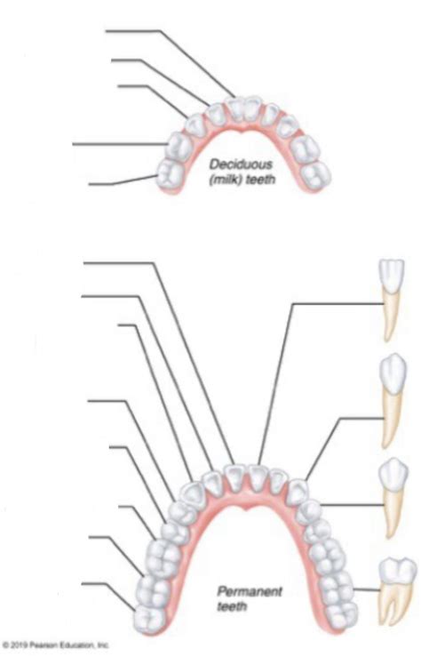 Dentition Diagram Quizlet