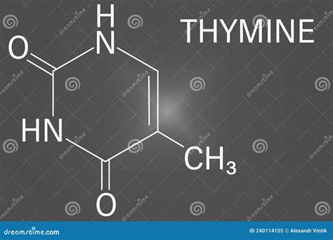 Thymine Nucleobase Molecule Present In Dna Skeletal Formula Vector
