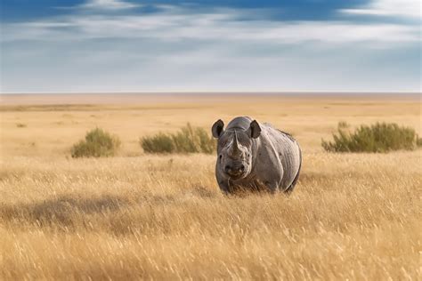 Black Rhino Stands In Savannah Unique Wildlife Photo Prints