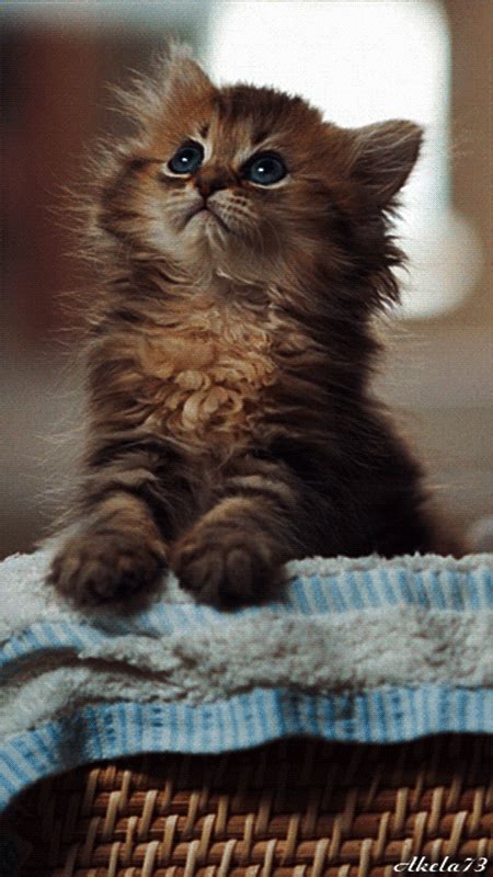 Kitten Animated  Adorable Kitten 