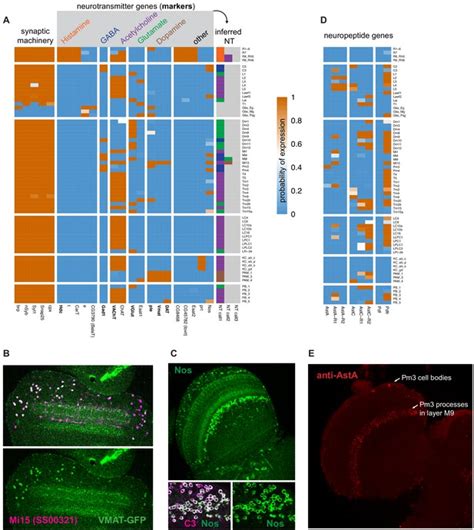 Figures And Data In A Genetic Genomic And Computational Resource For Exploring Neural Circuit
