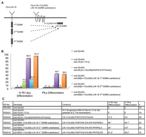 chimeric ppa lin 17 tu383 lin 18 sdbm transgenes cause ectopic vulva