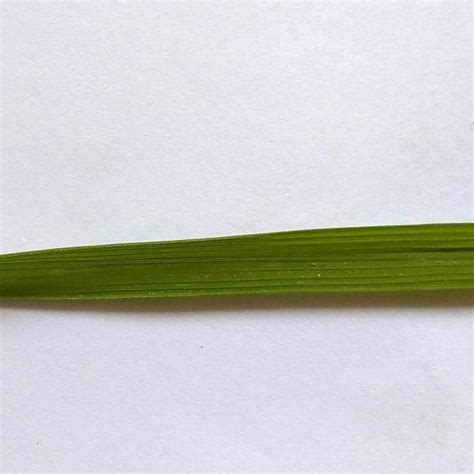 Rice Leaf Disease Detection Obj Object Detection Dataset V Pm By Project
