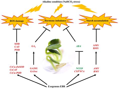 The Effects Of Exogenous 24 Epibrassinolide On The Germination Of Cucumber Seeds Under Nahco3
