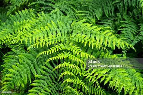 아름 다운 녹색 고 사리 숲에 단풍 천연 고비와 배경입니다 계절에 대한 스톡 사진 및 기타 이미지 계절 관목 꽃 식물 Istock