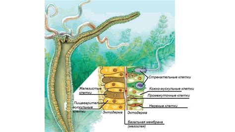 Изучите таблицу тип кишечнополостные Строение гидры Рассмотрите рисунок Подпишите название