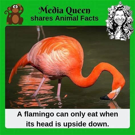 What Does Greater Flamingo Eat Diy Seattle