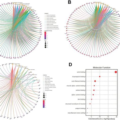 Transcriptomic Analysis Of The Bone Between The Mg And Pgc Group A