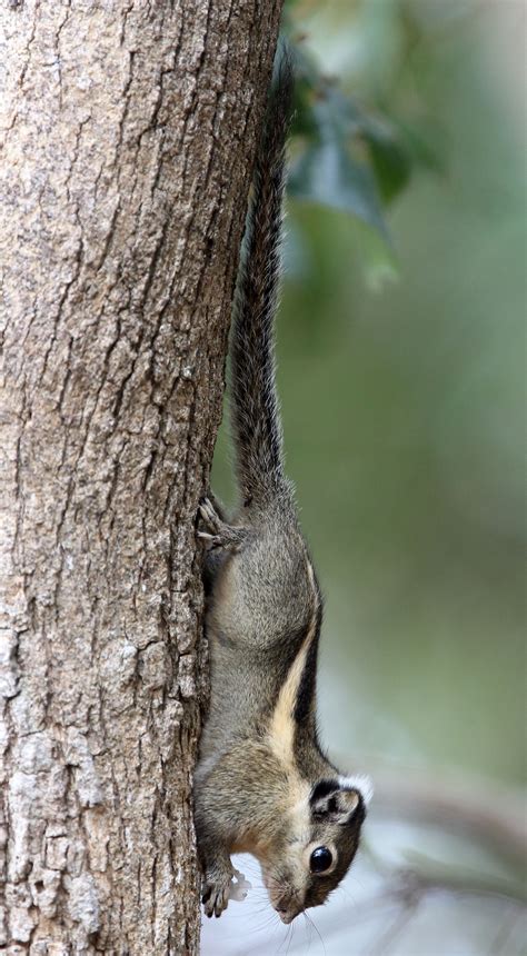 Genus Tamiops Asiatic Striped Squirrels — Coke Smith Wildlife