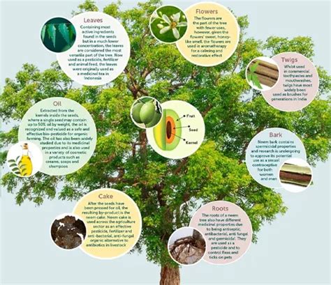 Neem Tree Forestry Com
