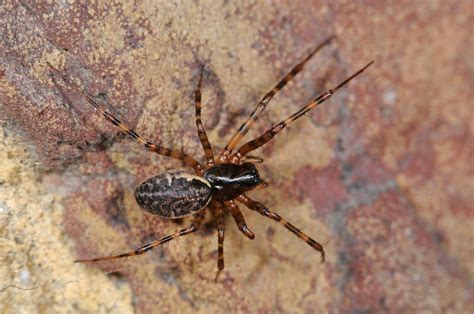 Spring Hammock Spider Spiderspotter