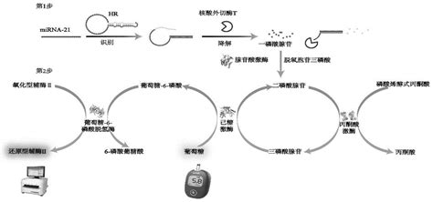 一种基于便携式血糖仪的microrna检测方法