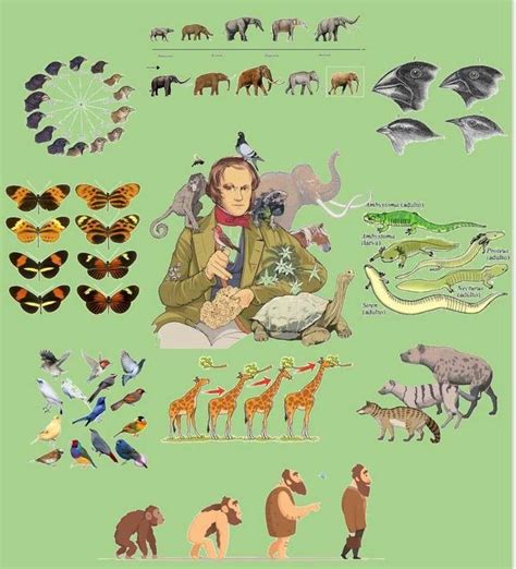 Teoria De La Evolucion Darwin Rompecabezas En Línea