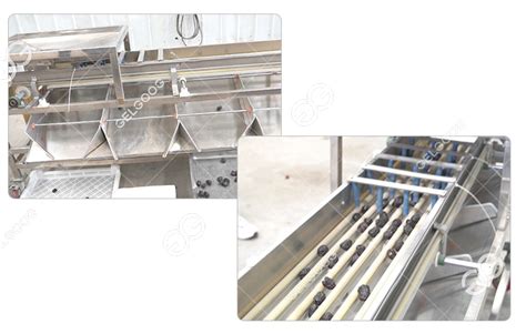 Date Processing Project In Saudi Arabia