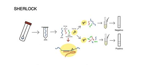 Aplicaciones De Crispr En Tiempos De Covid 19 Genotipia