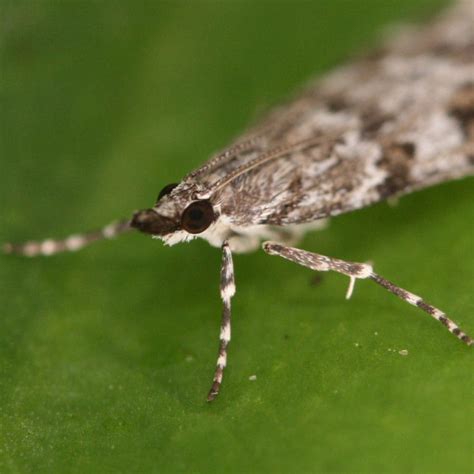 Common Or Brown Grey Moth