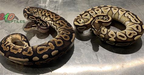 210 Hypo New Line Of Hypo [done] Genetics And Species Morphmarket Reptile Community