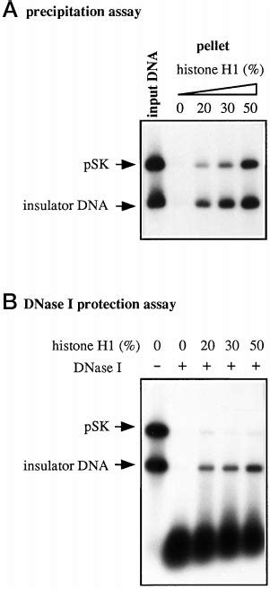 The Gypsy Insulator Dna Specifically Nucleates Histone H1 A Download Scientific Diagram