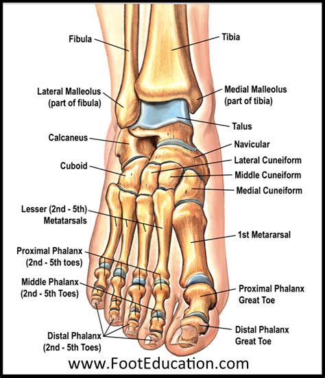 Anatomy Of The Foot And Ankle Orthopaedia Foot Anatomy Anatomy