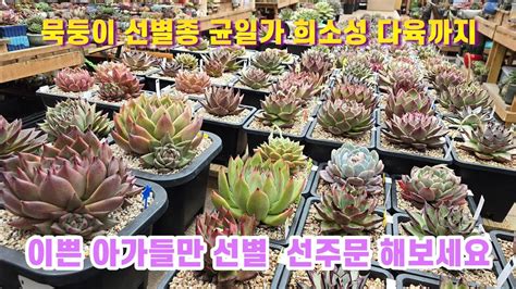 이삐다육 이쁜아가들 최대 할인판매 명절 후유증을 날려버릴 선별종 창다육 묵둥이 귀둥이 선별 창 달콤한총각다육 이삐다육 YouTube