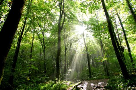 Into The Wild Capturing A Wild Summer On Camera Wild Things Publishing