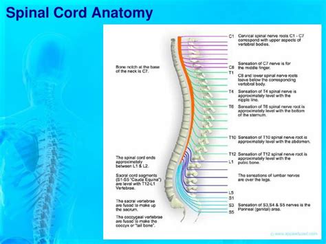 PPT Spinal Cord Injury PowerPoint Presentation ID